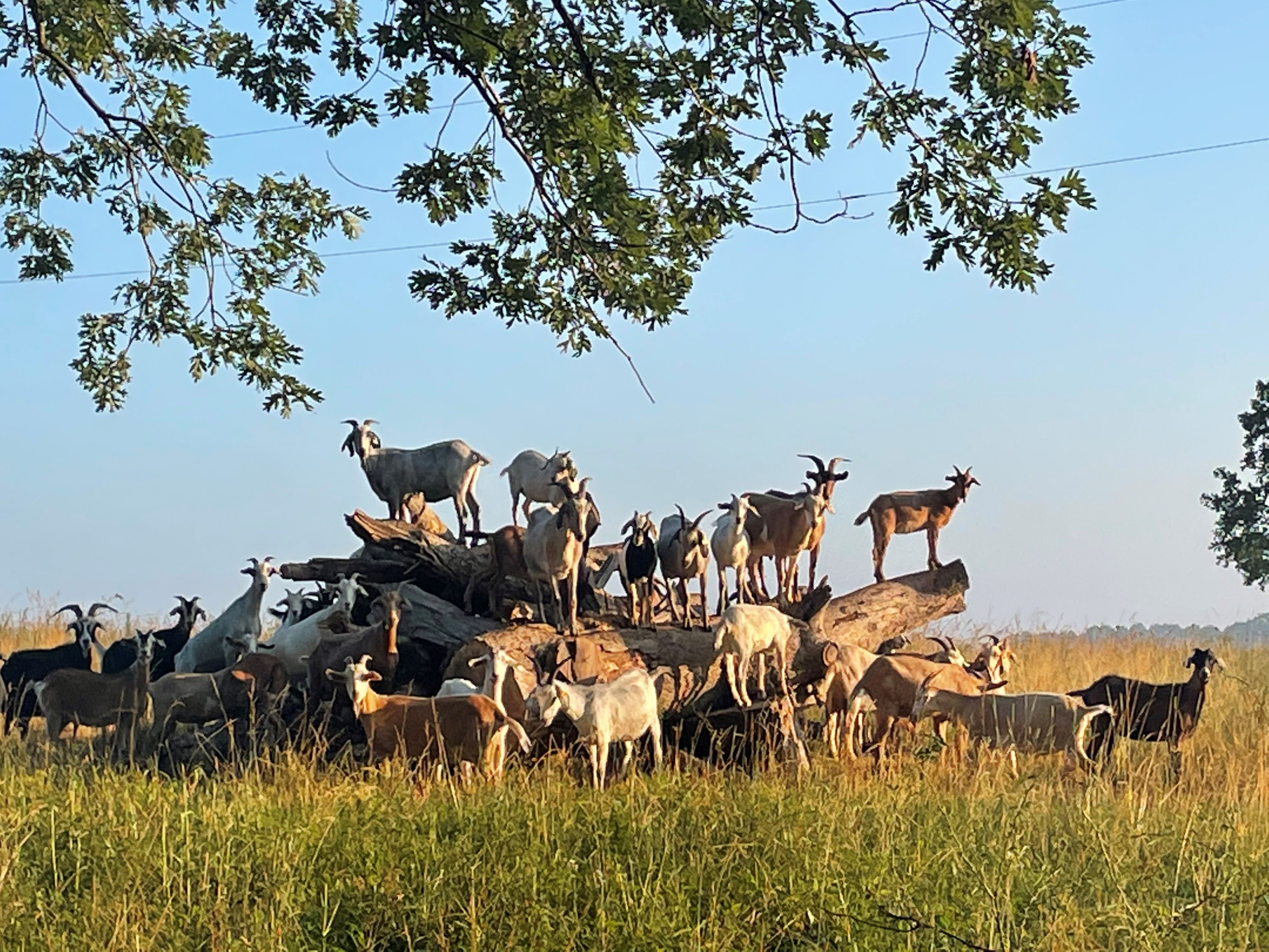 GOATS – REAL Green Adaptation